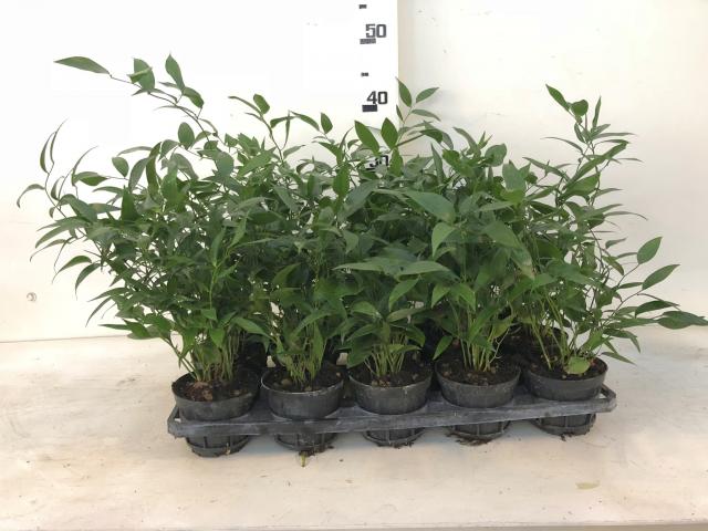 Oddone - Albenga - webshop all'ingrosso - Ordini online piante in vaso ...